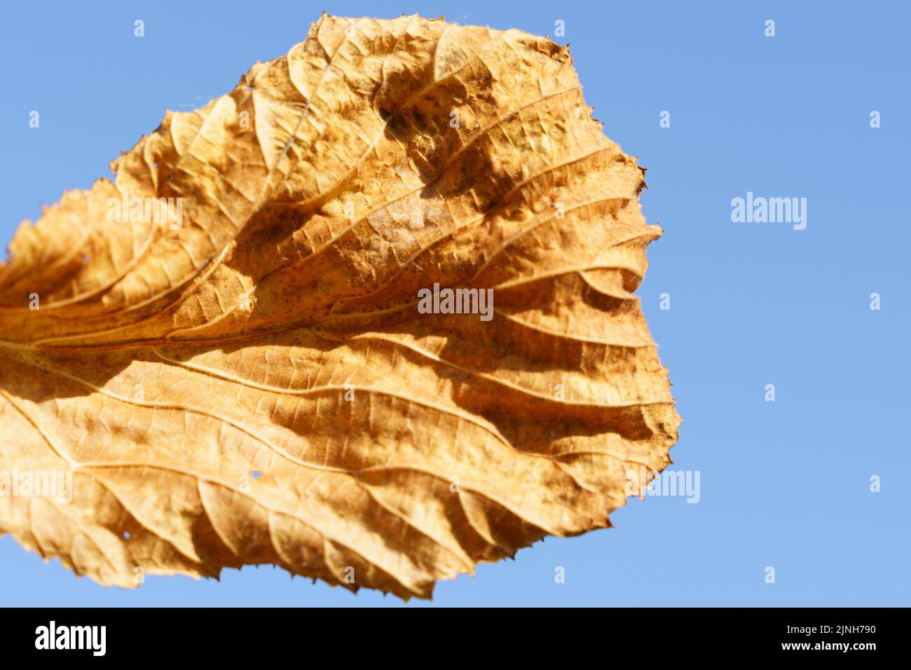 Dark brown texture of a tree leaf on a blue background. Out of focus ...