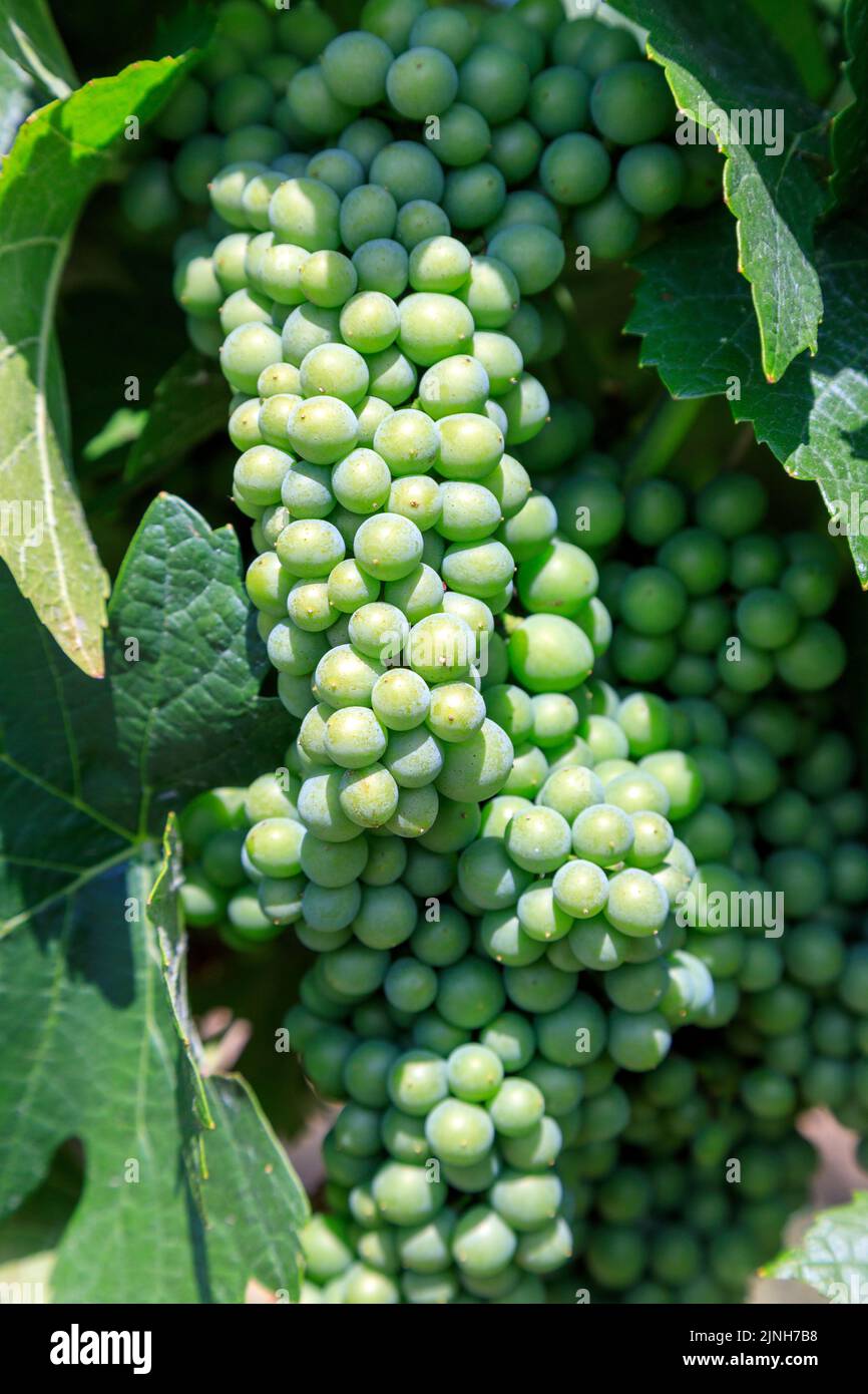 Oregon wine blanc hi-res stock photography and images - Alamy