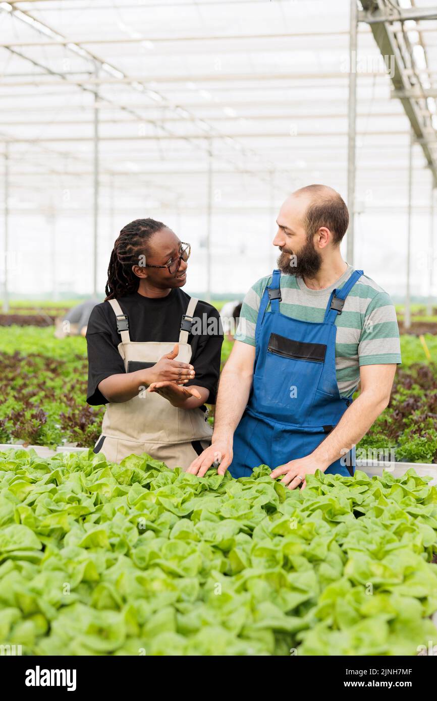 African american farmer and caucasian man doing quality control for bio ...