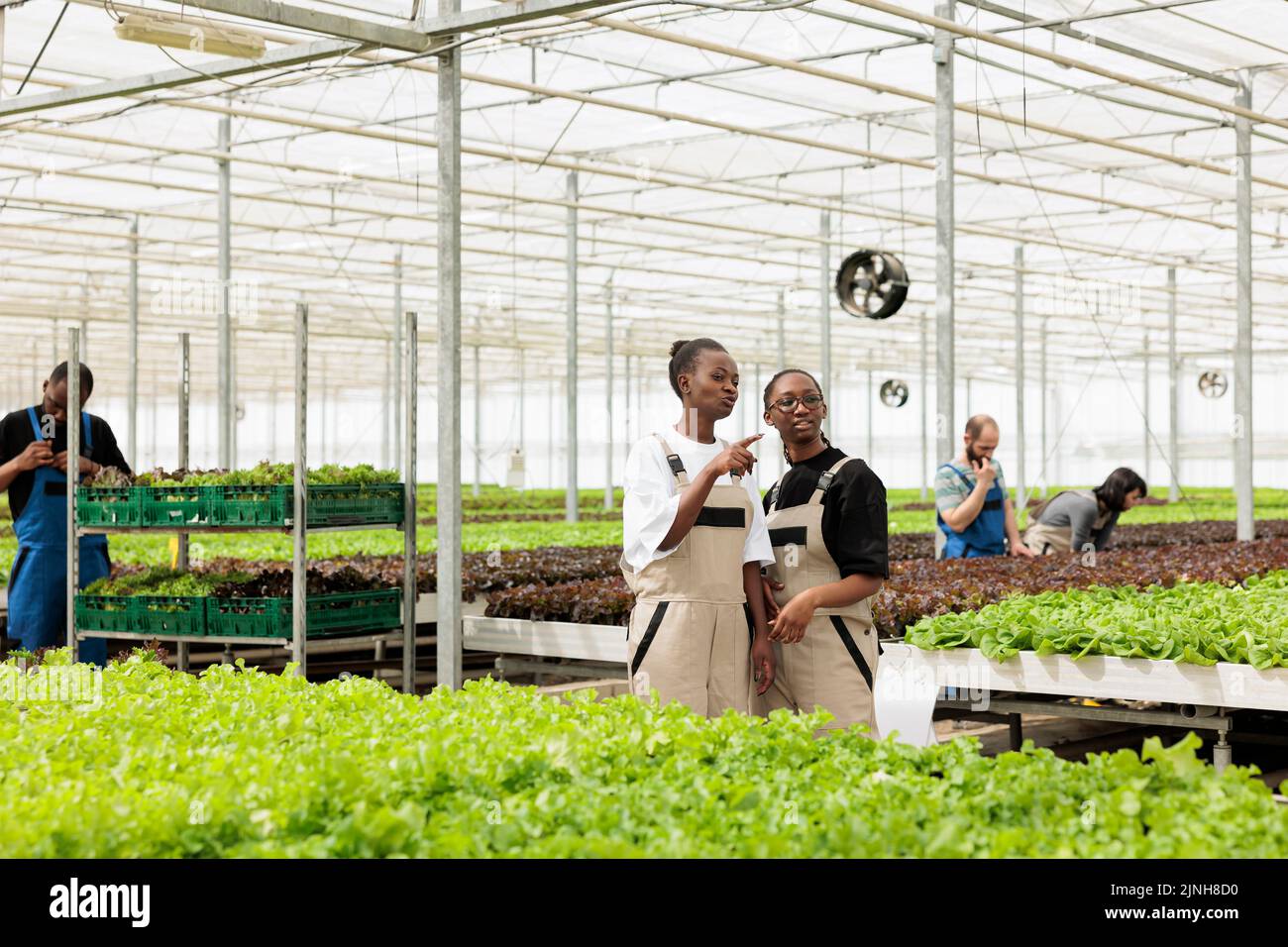 Two african american greenhouse workers standing between rows of ...