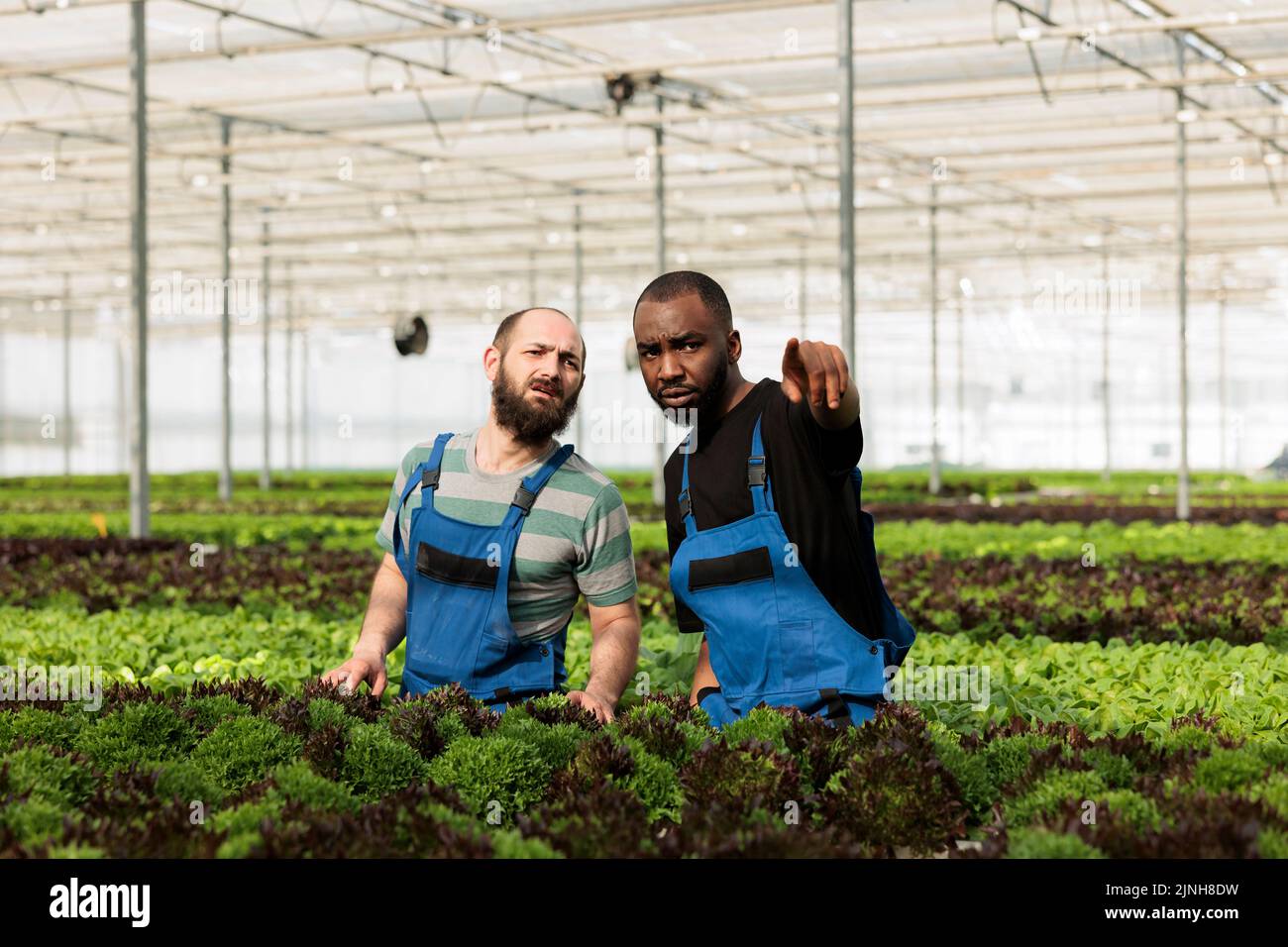 Diverse men working in hot greenhouse with different crops of bio green ...