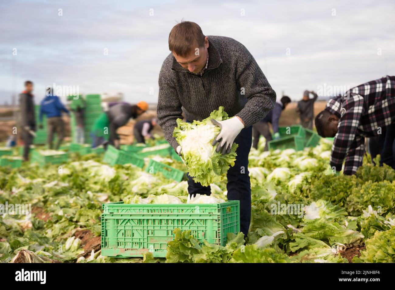 Farmer putting green lettuce in boxes Stock Photo - Alamy