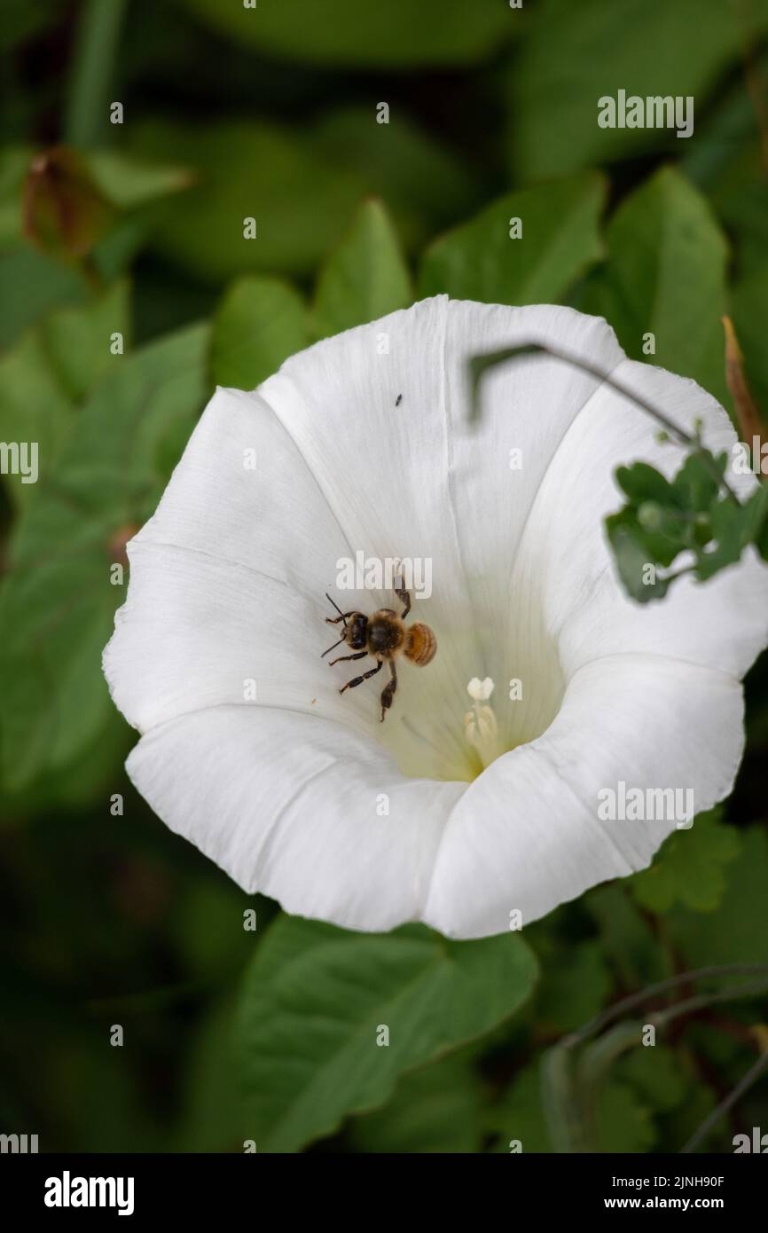 Blossom calyx hi-res stock photography and images - Alamy
