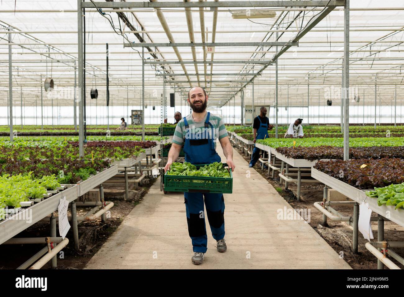 Smiling caucasian man in greenhouse holding crate with fresh batch of ...