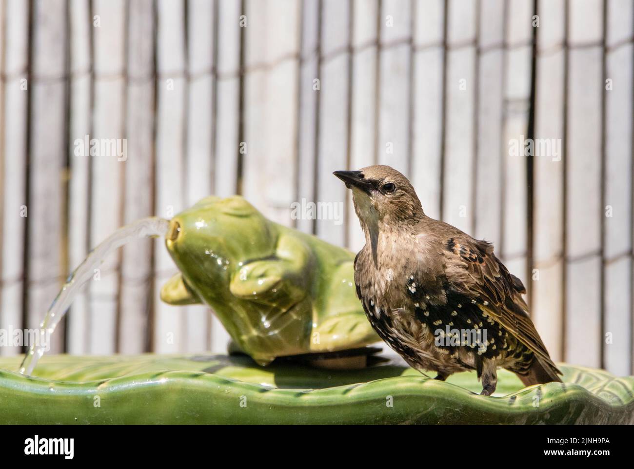 The frog fountain hi-res stock photography and images - Alamy