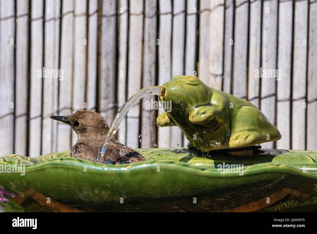 Fountain bird bath hi-res stock photography and images - Alamy