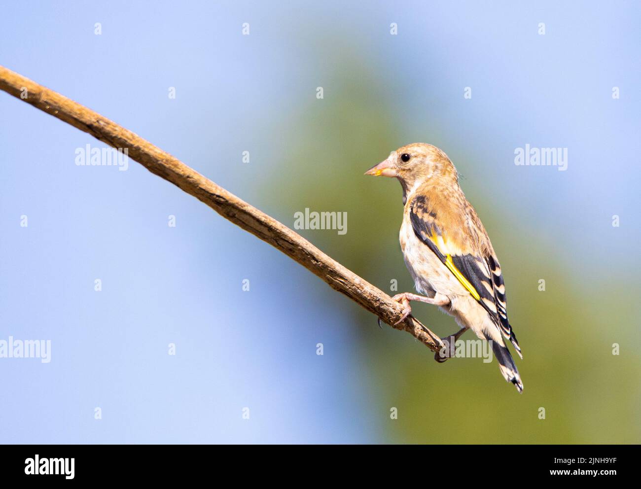 Goldfinch baby hi-res stock photography and images - Alamy