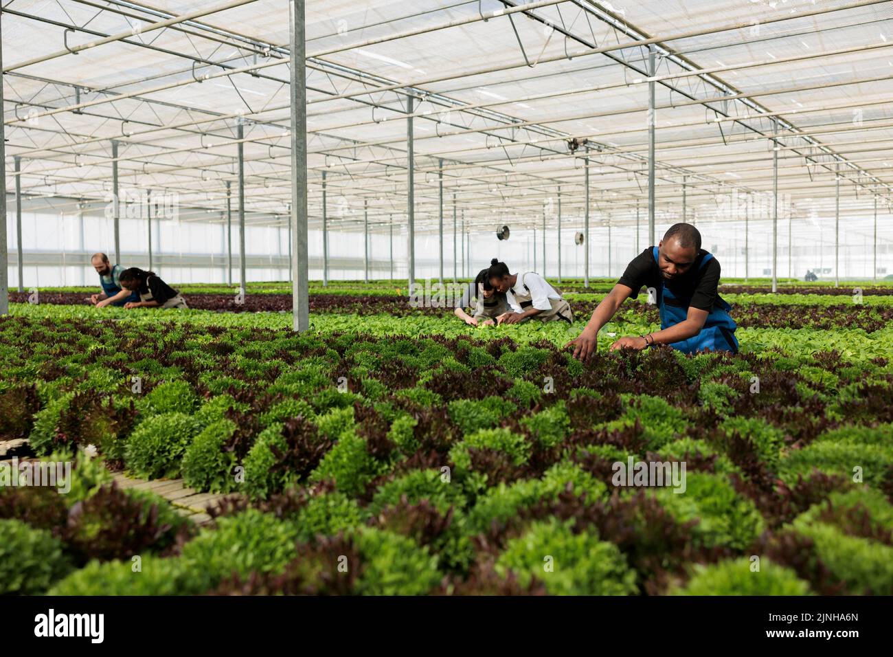 Diverse group of greenhouse workers working hard doing quality ...
