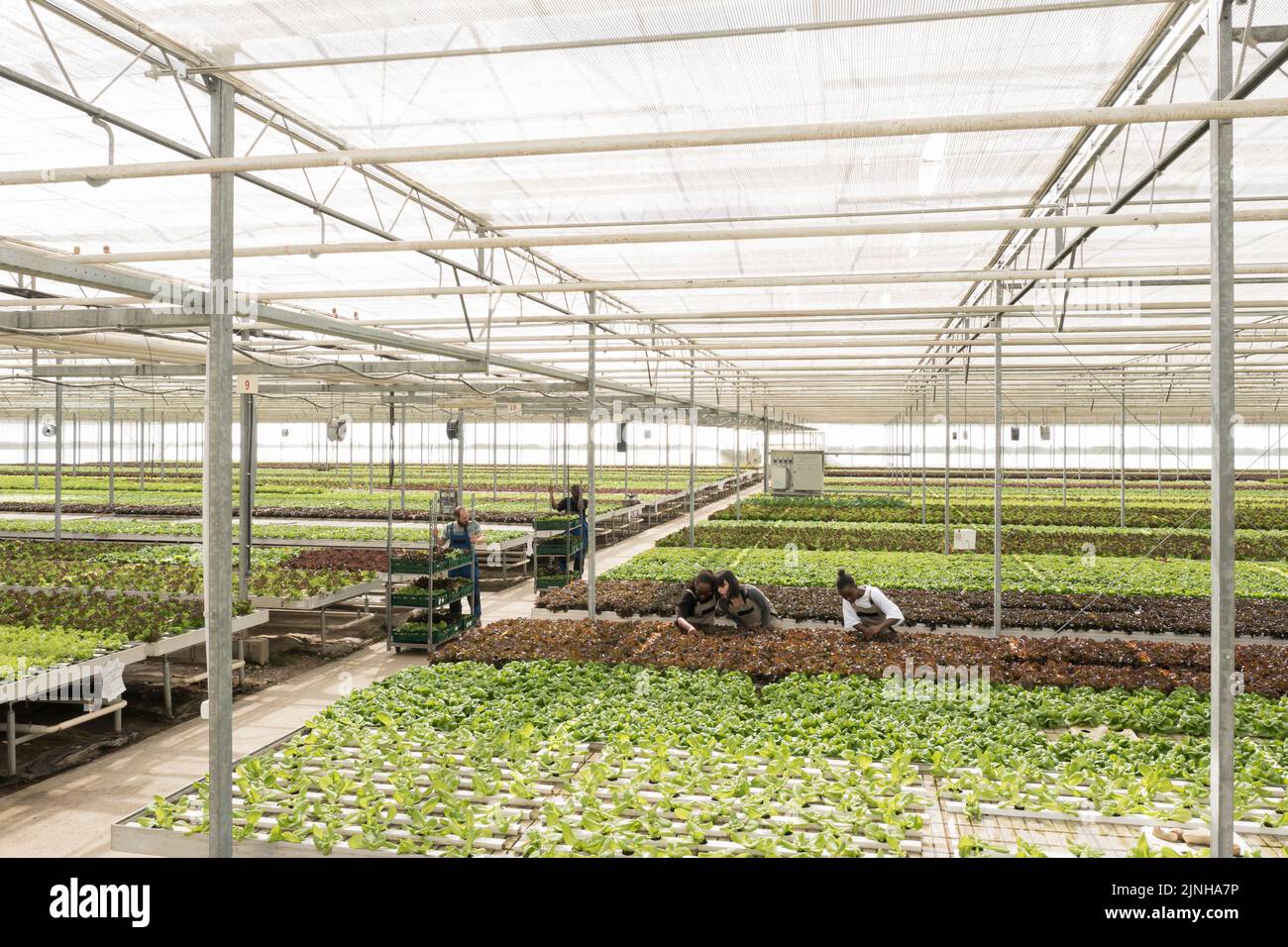 Top view of diverse people working in greenhouse gathering green ...