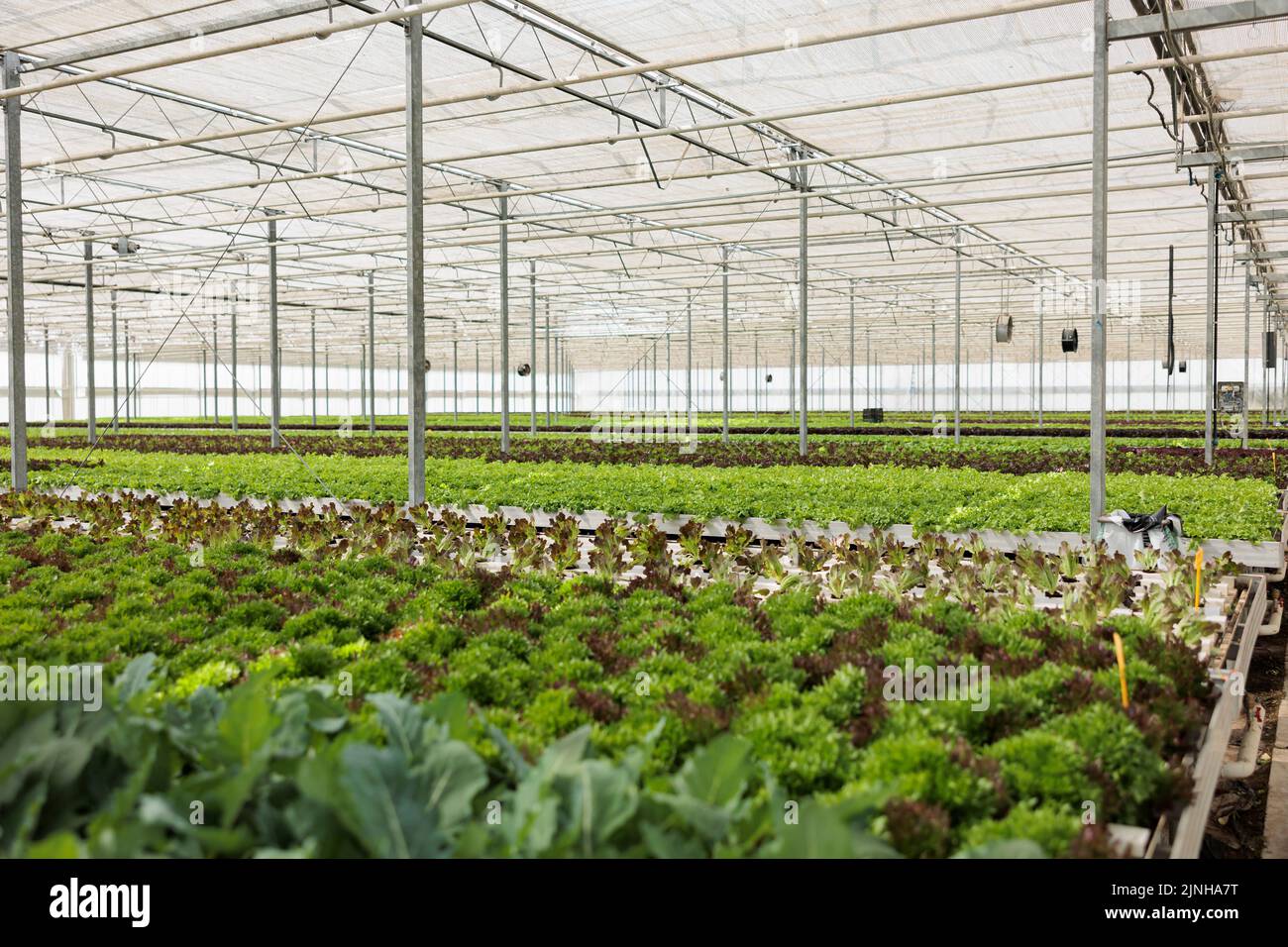 Nobody in hydroponic organic farm with organic bio fresh lettuce being ...