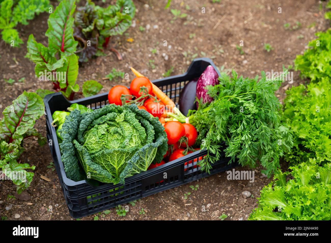 Plastic box of vegetables is on the ground Stock Photo - Alamy