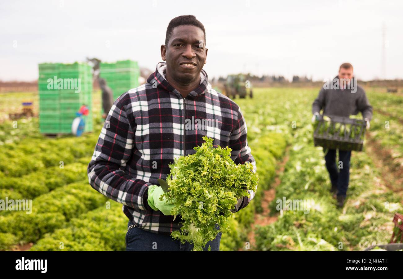 African-american farmer harvesting lettuce on plantation Stock Photo ...