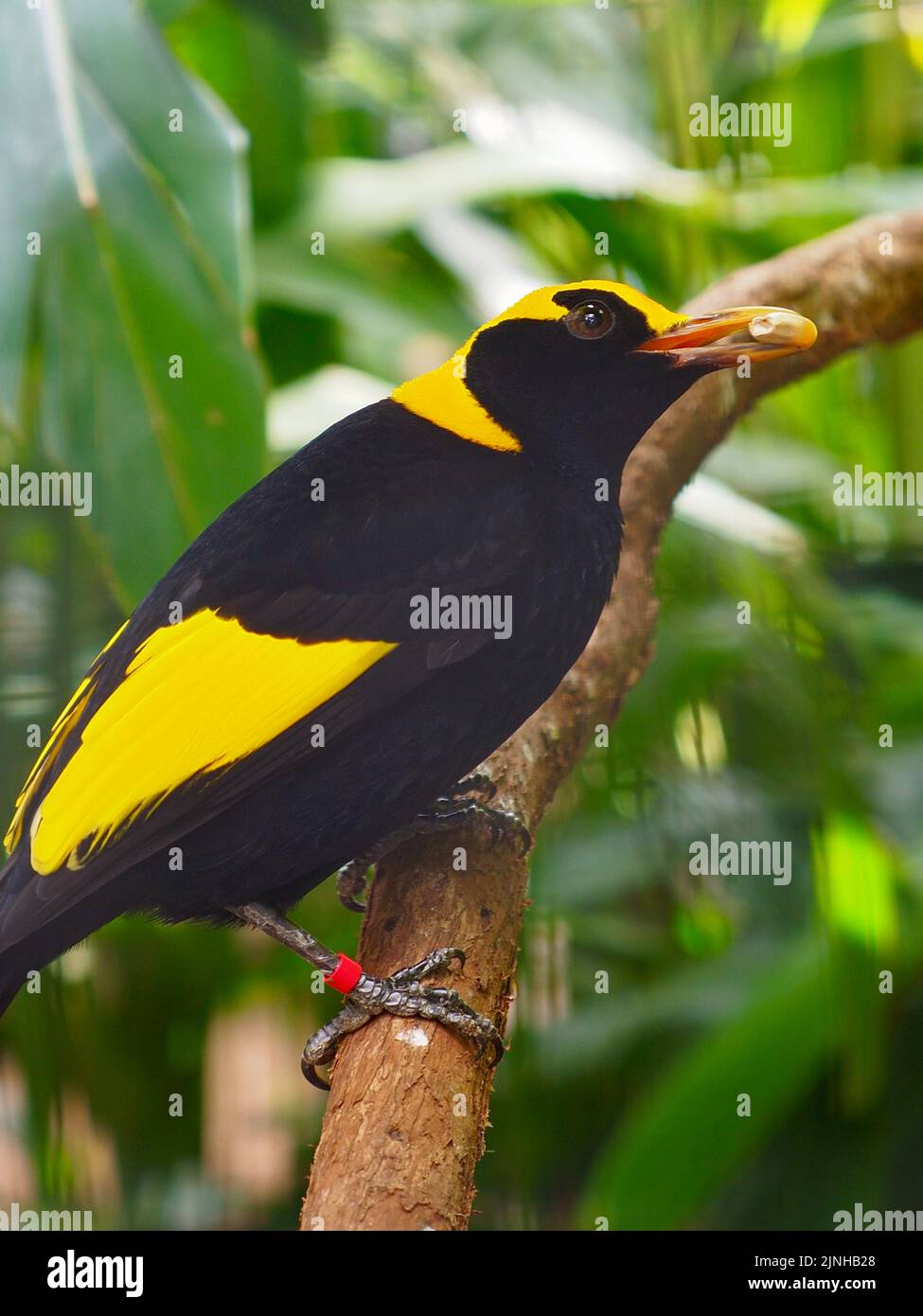 Exquisite elegant male Regent Bowerbird with distinctive yellow and ...