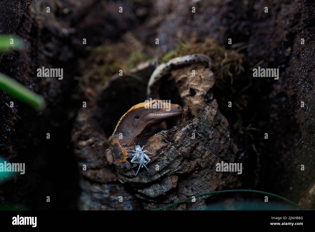 A crested gecko in a cave and his eating. Enemies or friends Stock ...
