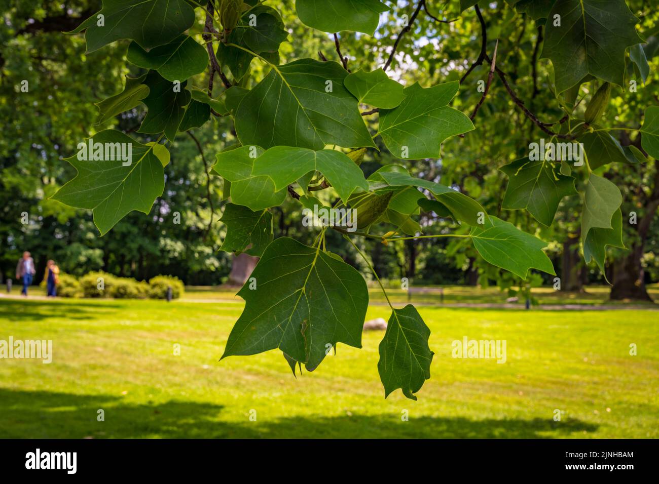 Park w Natolinie, Natolin Stock Photo - Alamy