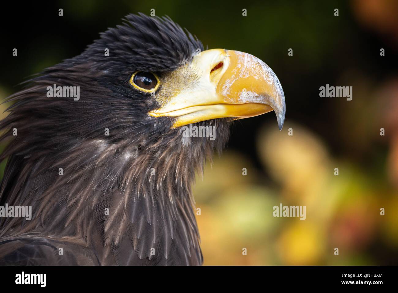 Portrait of a giant sea eagle on a blurred background of nature Stock ...