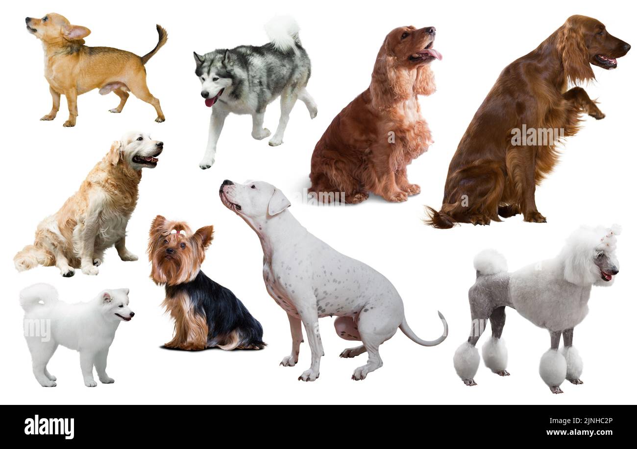 dog breed isolated Stock Photo - Alamy