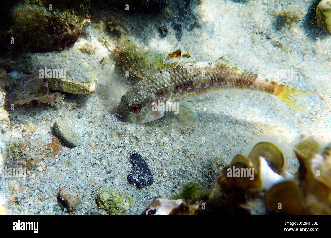 Mullus barbatus - Goatfish photographing underwater in the ...