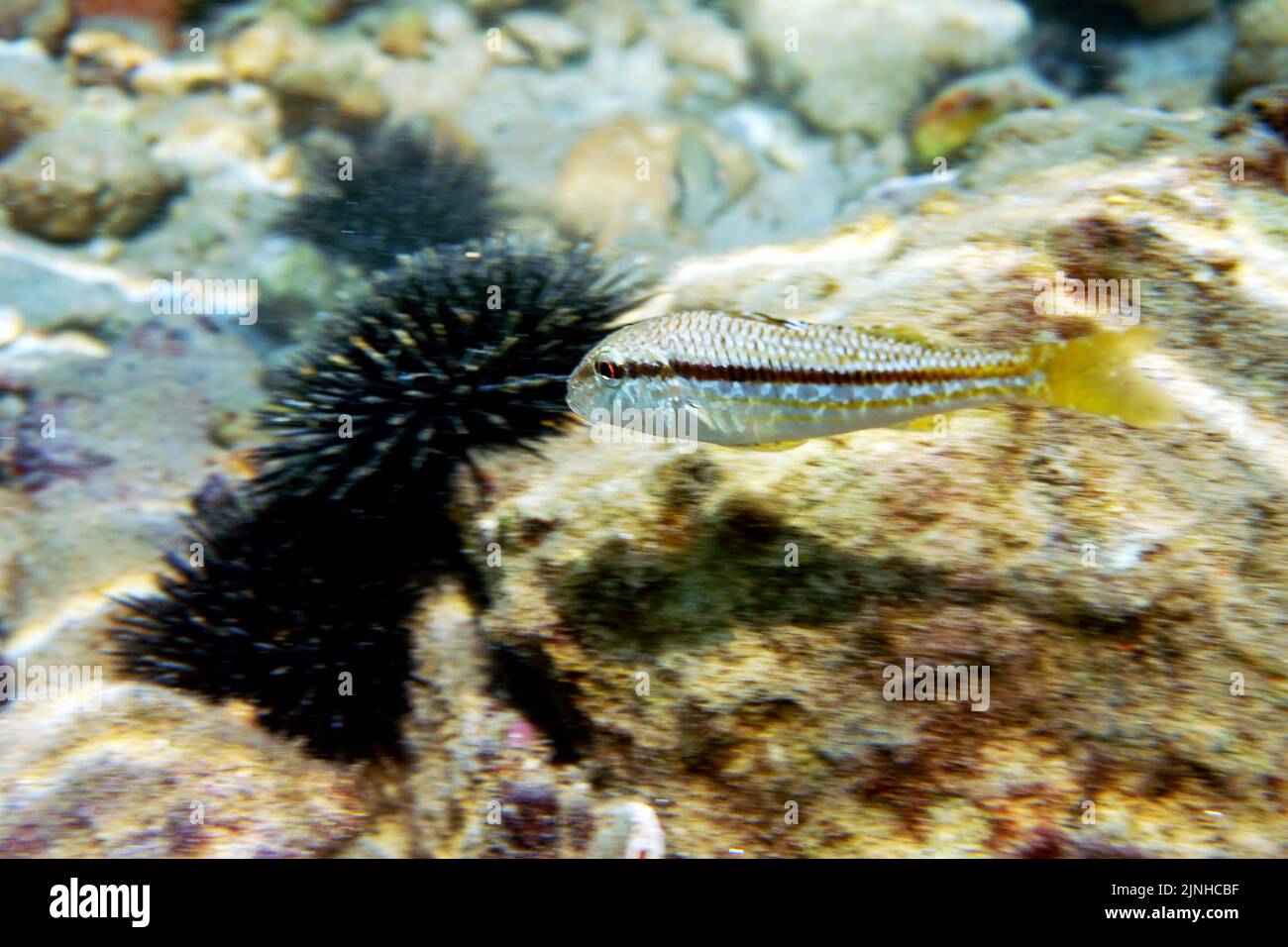 Mullus barbatus - Goatfish photographing underwater in the ...
