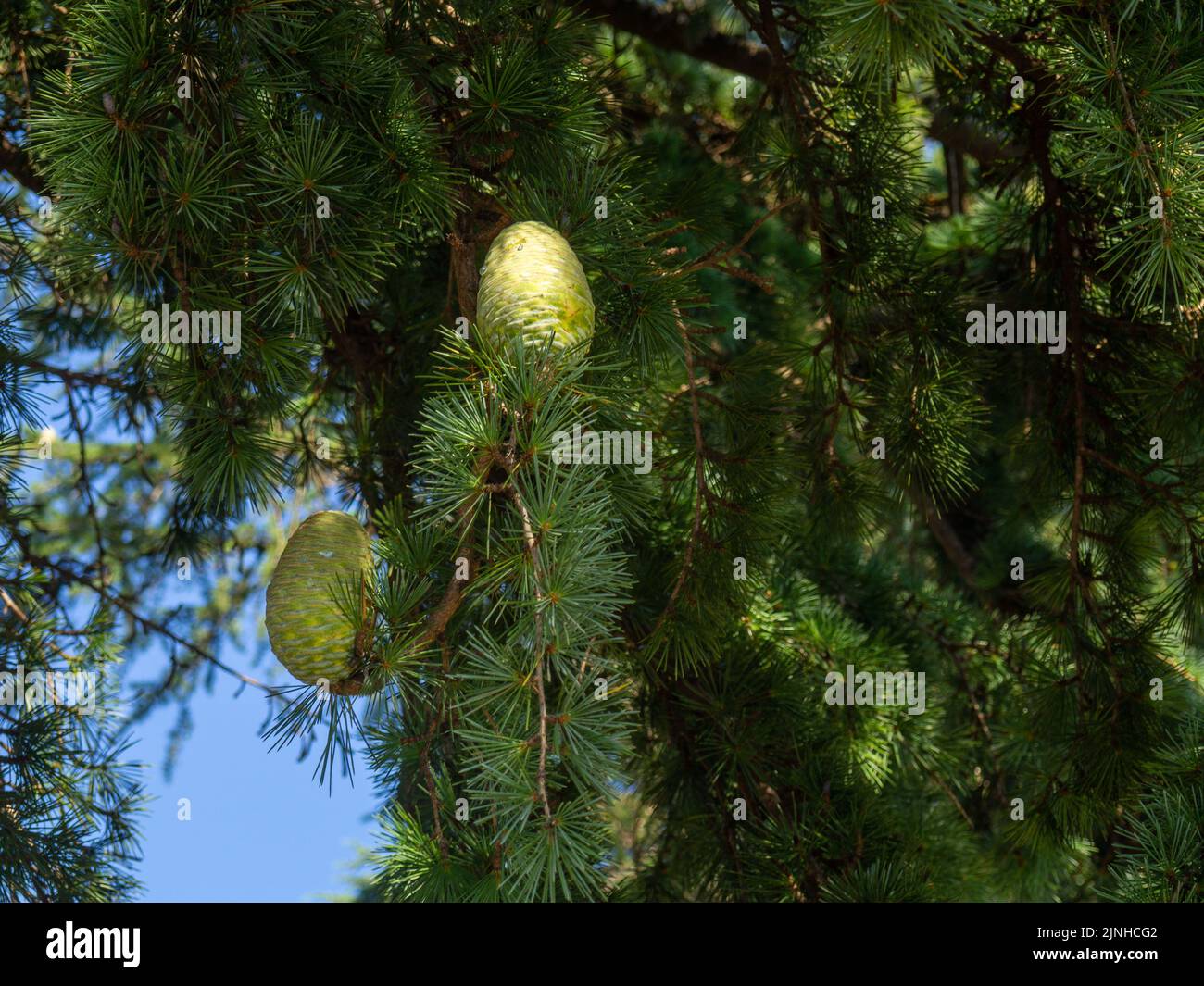 Green cones on the tree. Needles. Large immature bud. Seeds Stock Photo - Alamy