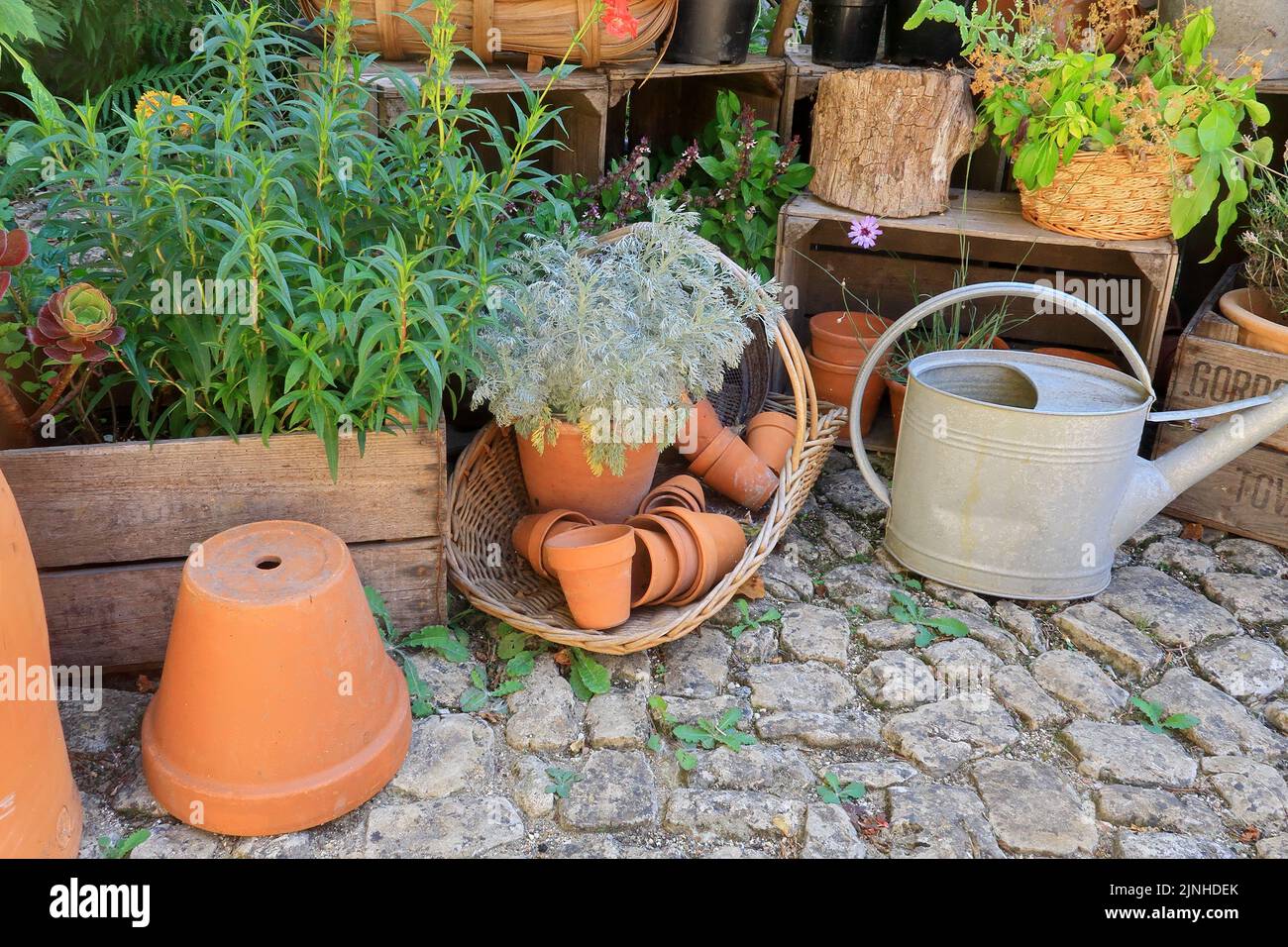 A still life garden scene with flowers and a watering can Stock Photo ...