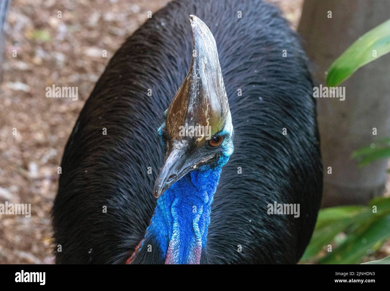Close-up of the head of a Southern Cassowary (Casuarius casuarius) in ...