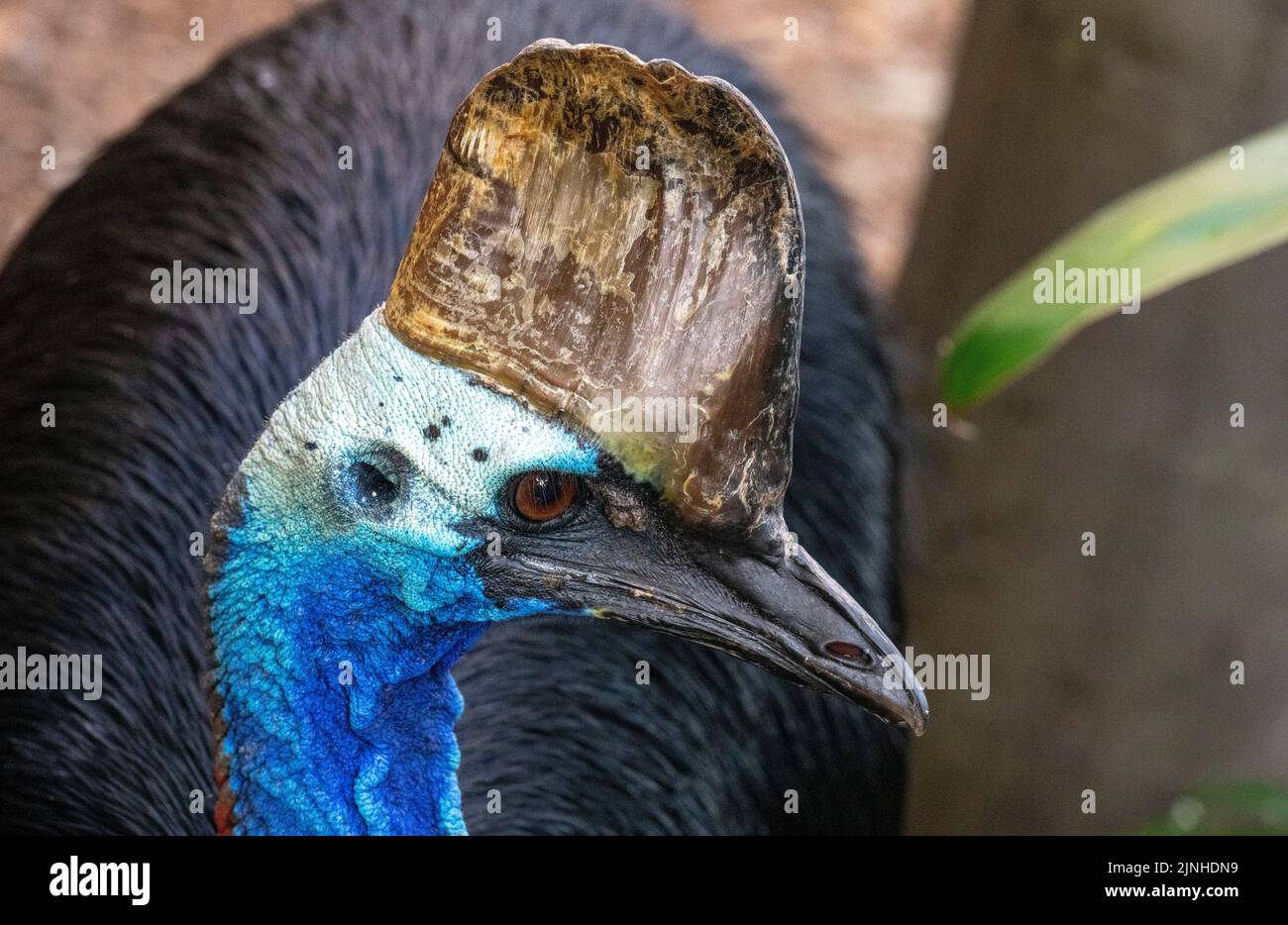 Close up australian southern cassowary hi-res stock photography and ...