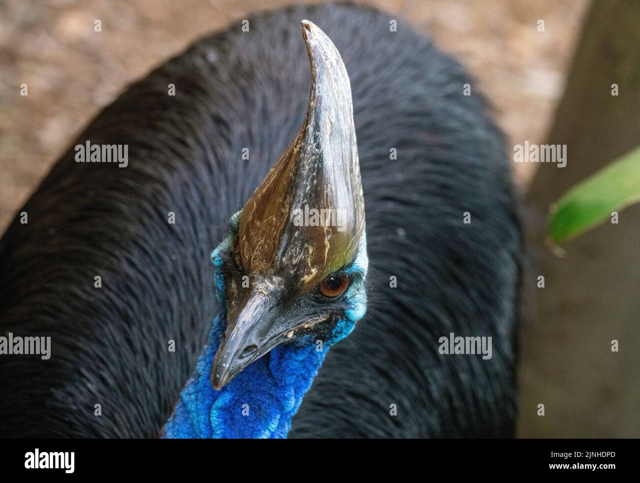 Close-up of the head of a Southern Cassowary (Casuarius casuarius) in ...