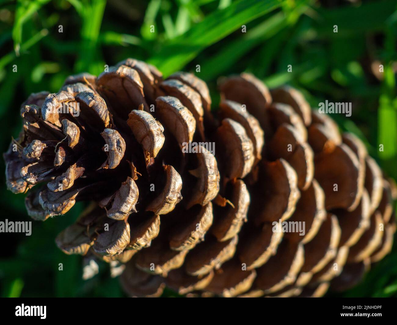 Fir cone on a background of green grass. Natural background. Close-up ...