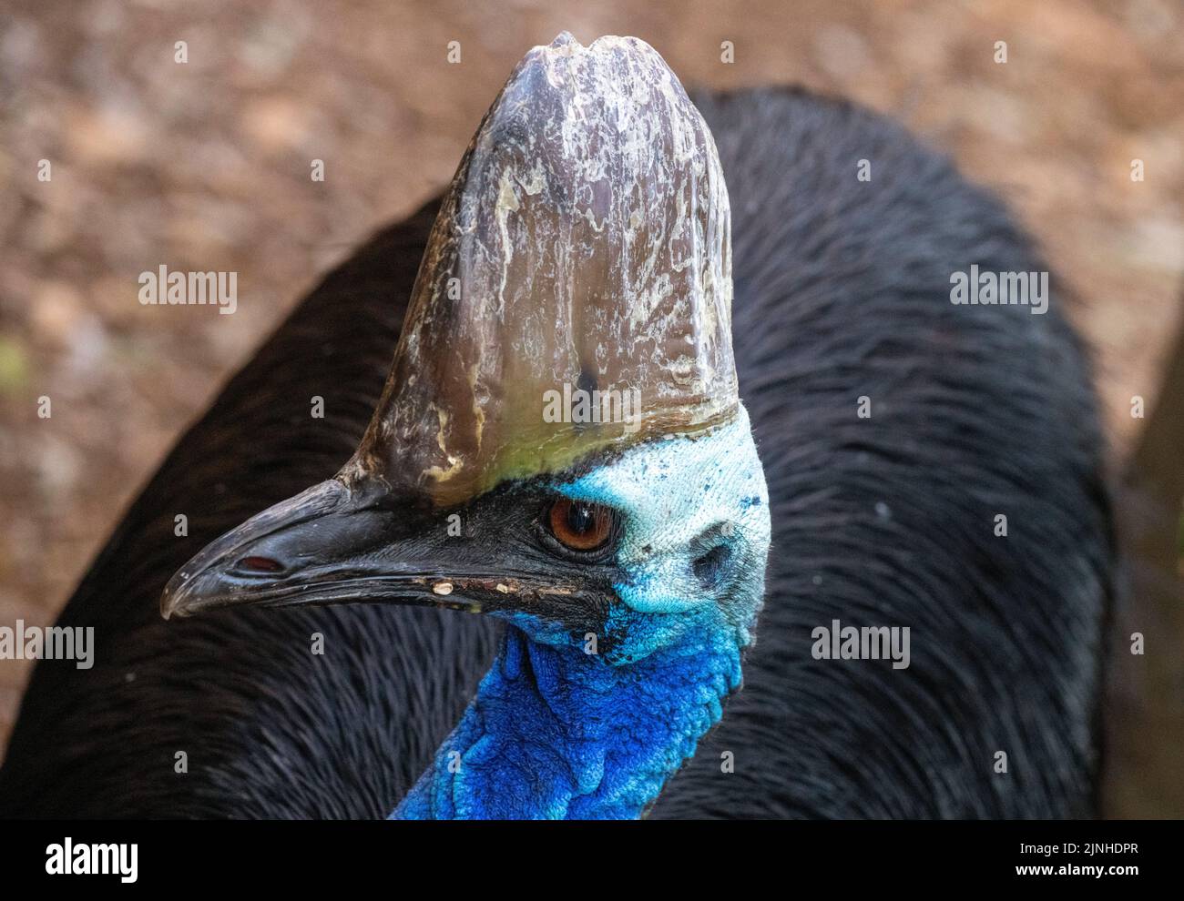 Close-up of the head of a Southern Cassowary (Casuarius casuarius) in ...