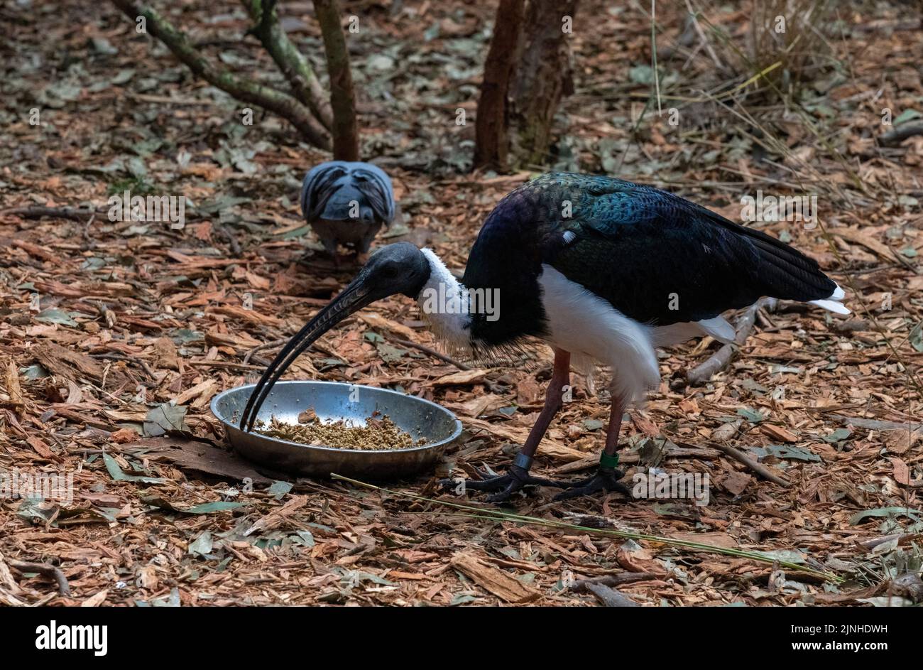 A Straw-necked Ibis (Threskiornis spinicollis) in Sydney, NSW ...