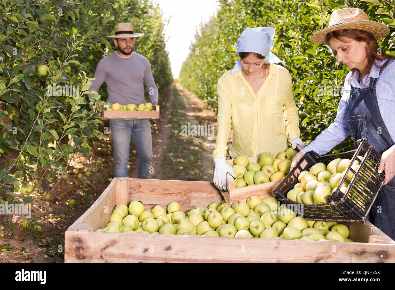 Workers putting harvested apples in crate Stock Photo - Alamy