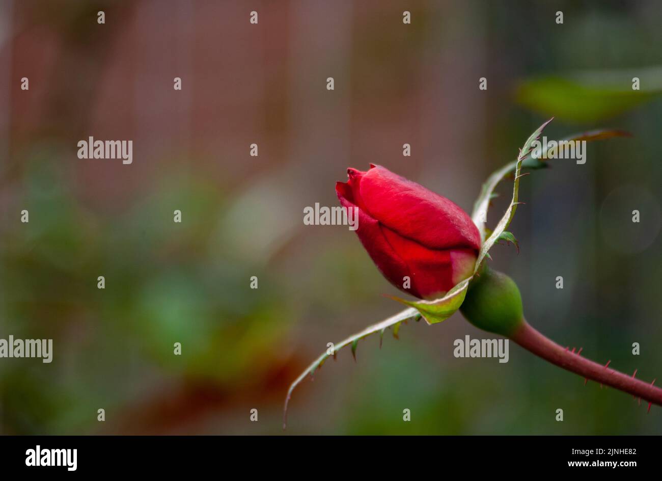 A shallow focus of a beautiful red rose bud in a garden Stock Photo - Alamy