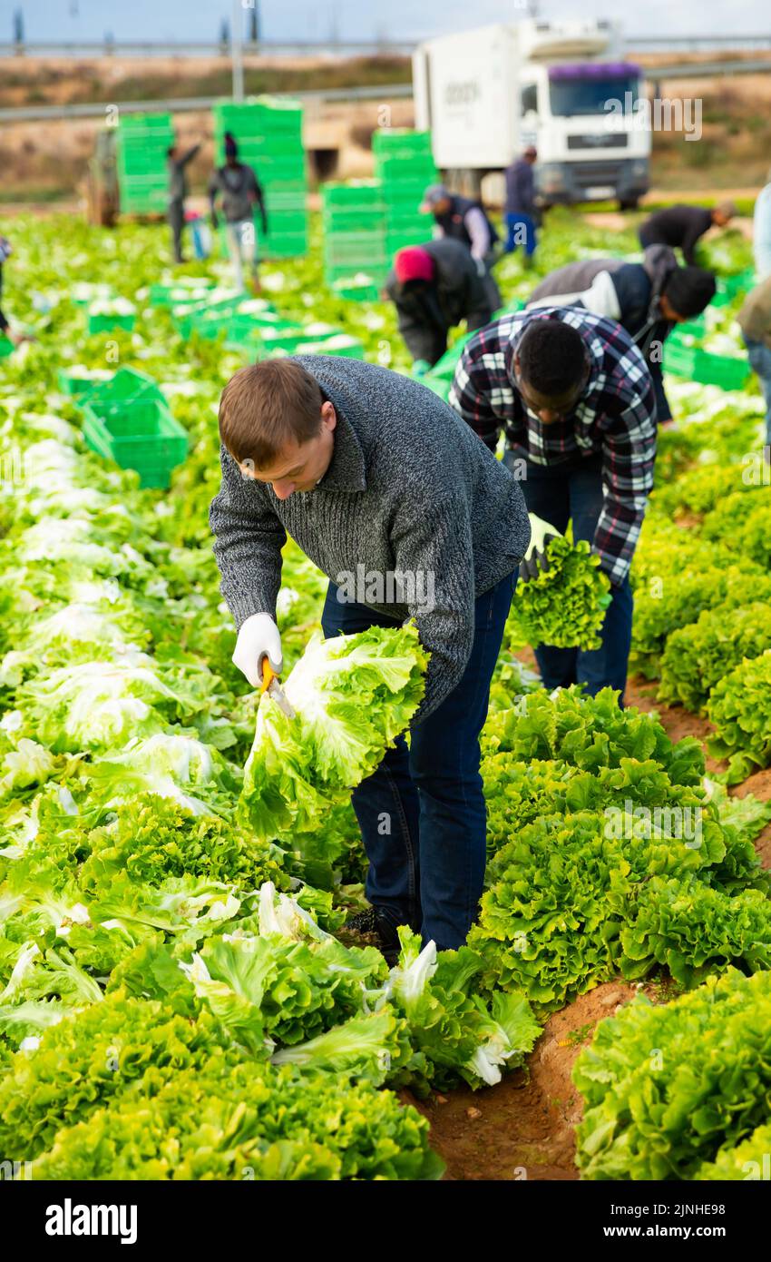 Male workers on the field stack lettuce in boxes Stock Photo - Alamy