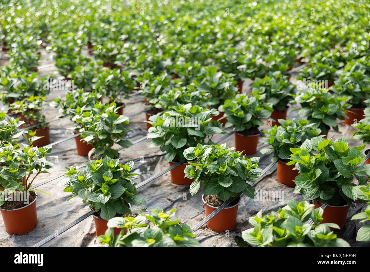 Green non-blooming hydrangea plants in pots in greenhouse Stock Photo - Alamy