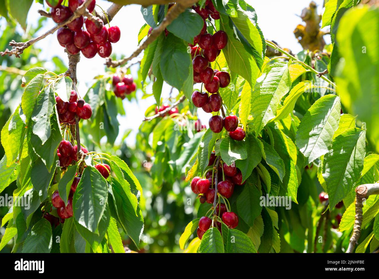 Cherries on trees Stock Photo - Alamy