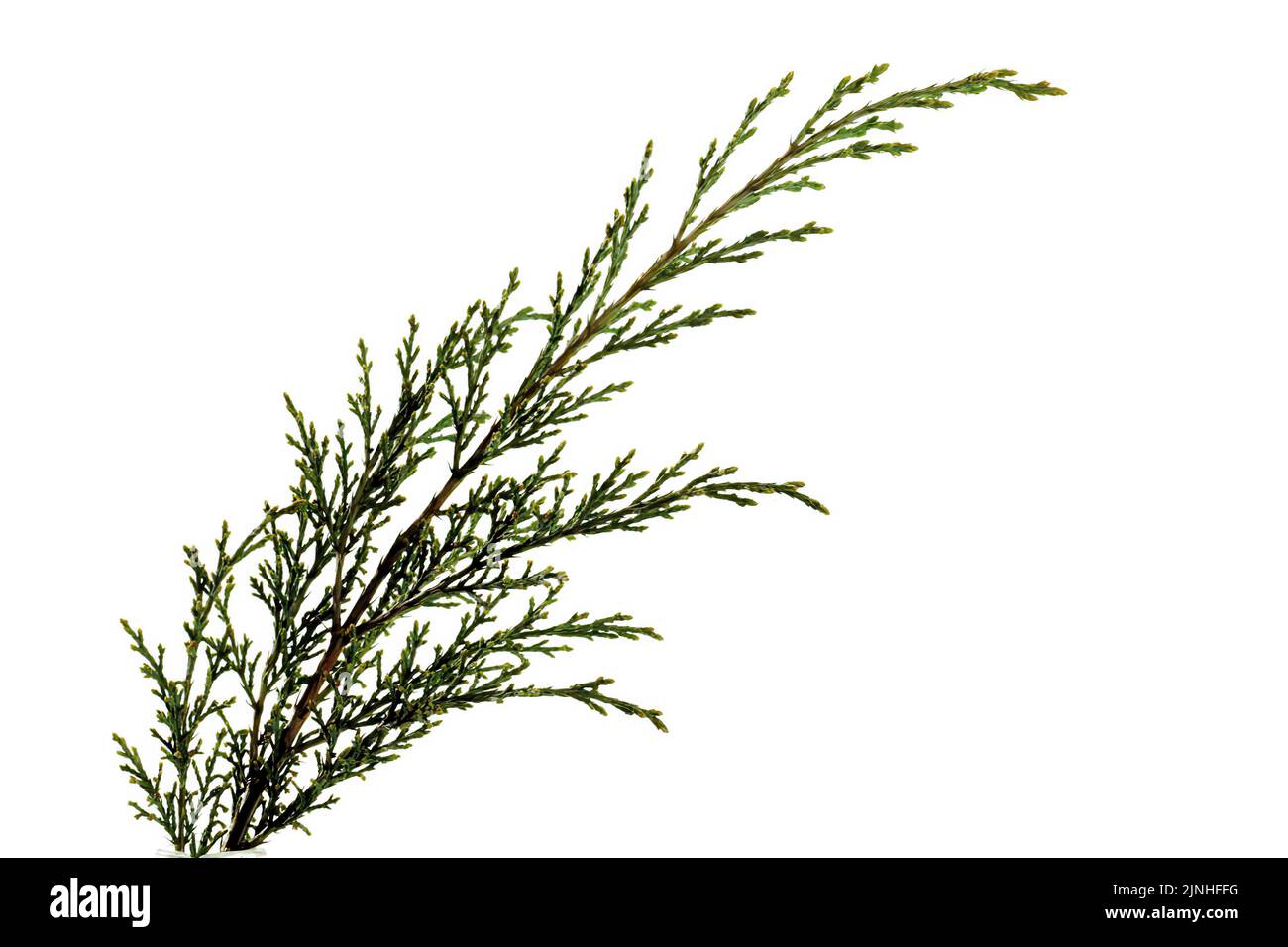Juniper (Juniperus), close-up, isolated on white Stock Photo - Alamy