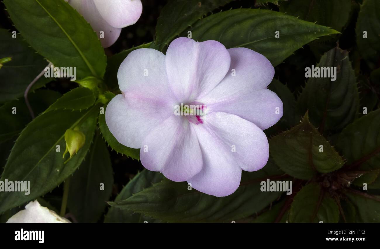 Heart Shaped Flower Petals
