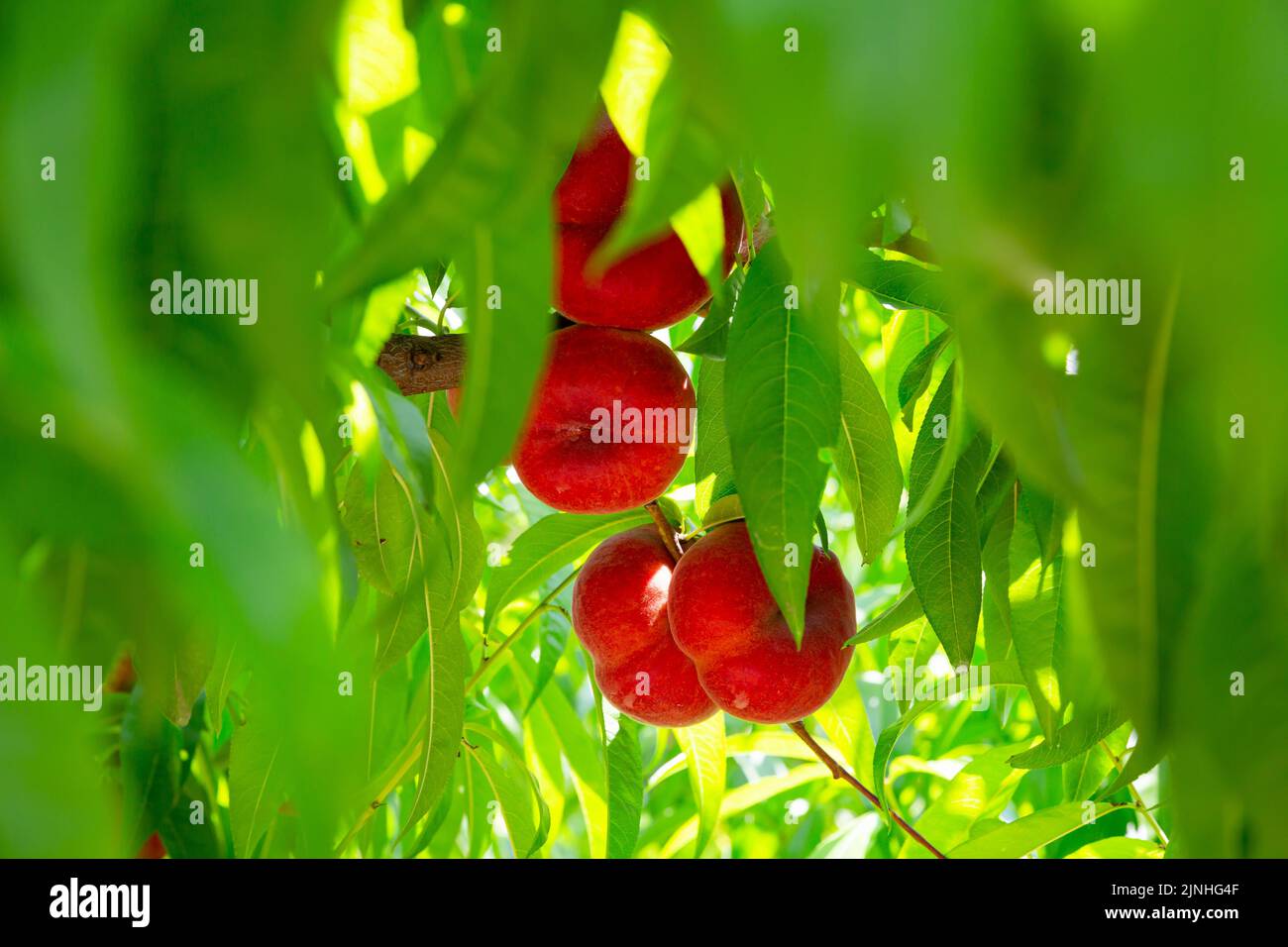 Saturn peach tree hi-res stock photography and images - Alamy