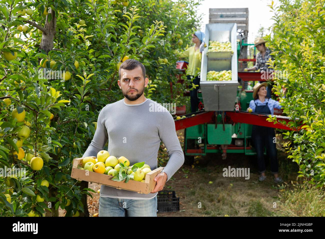 Portrait of confident man with box of apples. Workers collecting boxes ...