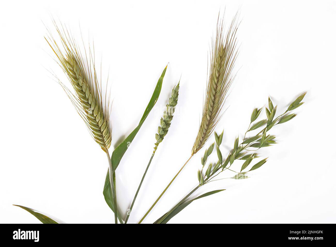 Elevated stem hi-res stock photography and images - Alamy