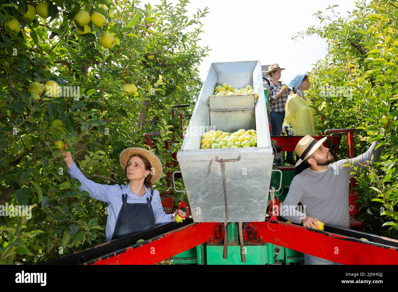 Team of workers harvest apples from trees in a sorting platform Stock ...