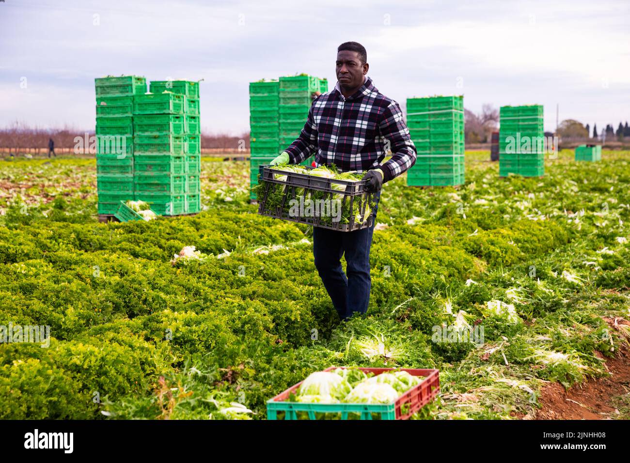 African farmer carrying boxes with curly endive Stock Photo - Alamy