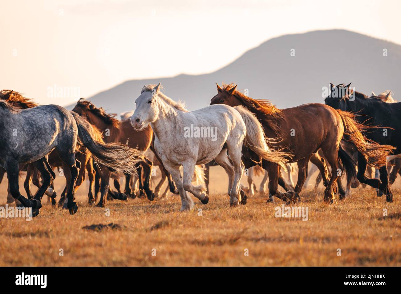Wild Horse Galloping In Field