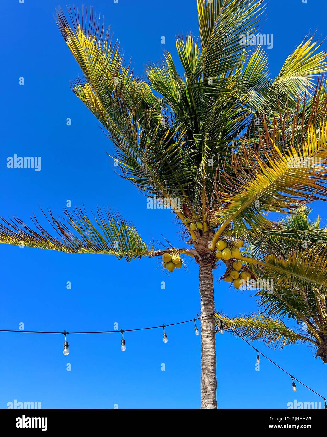A vibrant palm tree with light strings attached to it in Rincon, Puerto ...