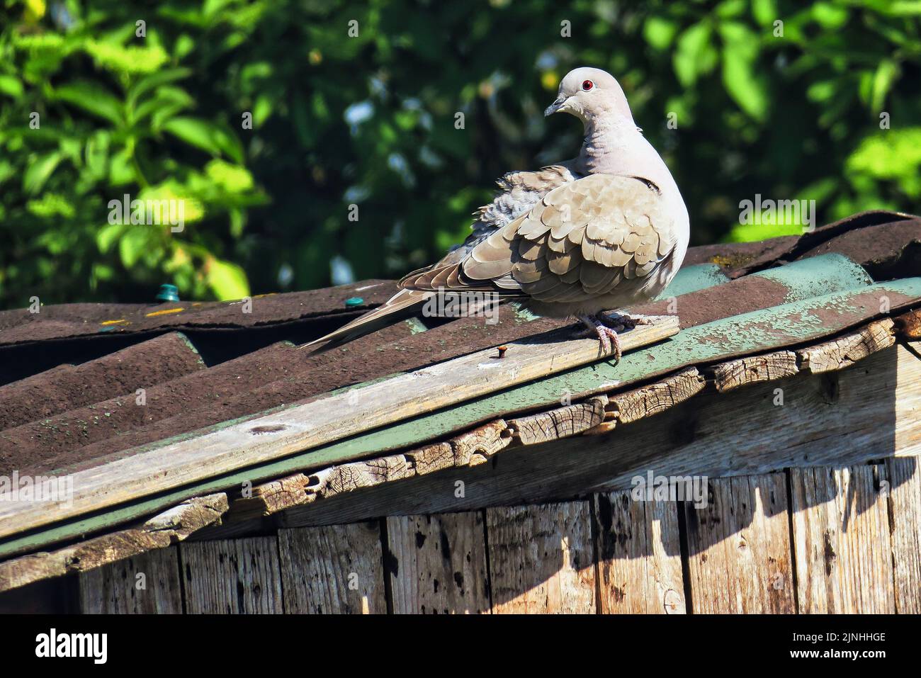 Closeup cute chubby pigeon hi-res stock photography and images - Alamy