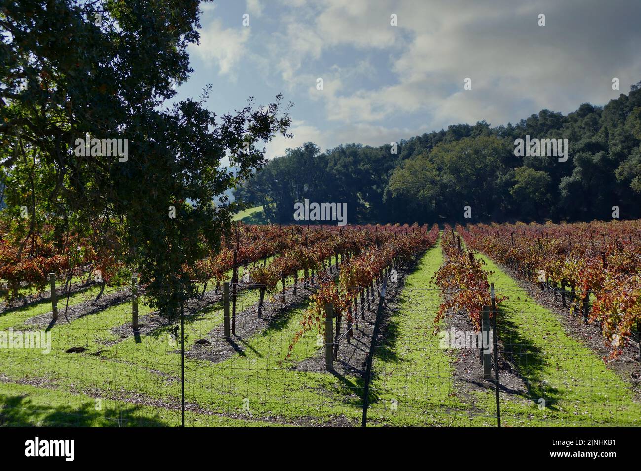 California winery fall foliage hi-res stock photography and images - Alamy