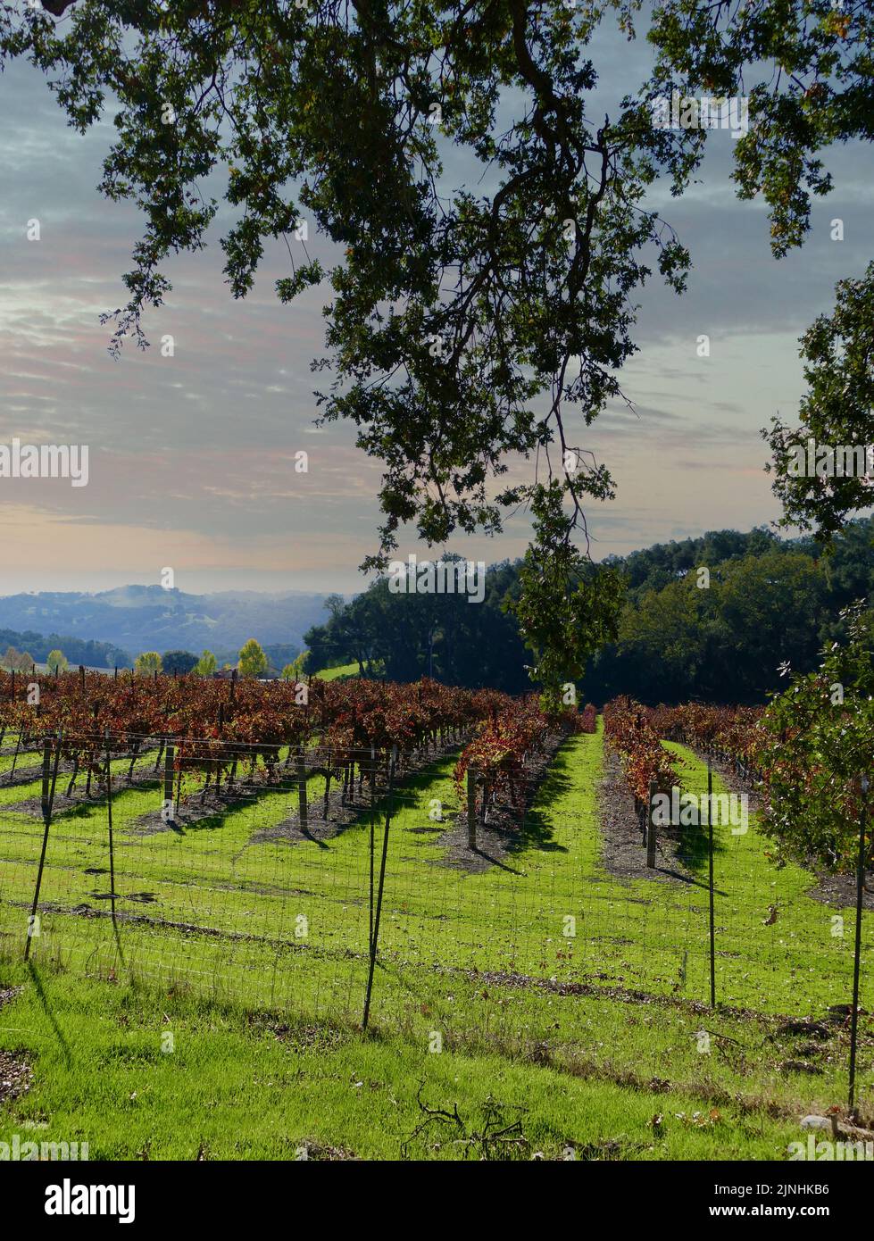 Foliage cluster hi-res stock photography and images - Alamy
