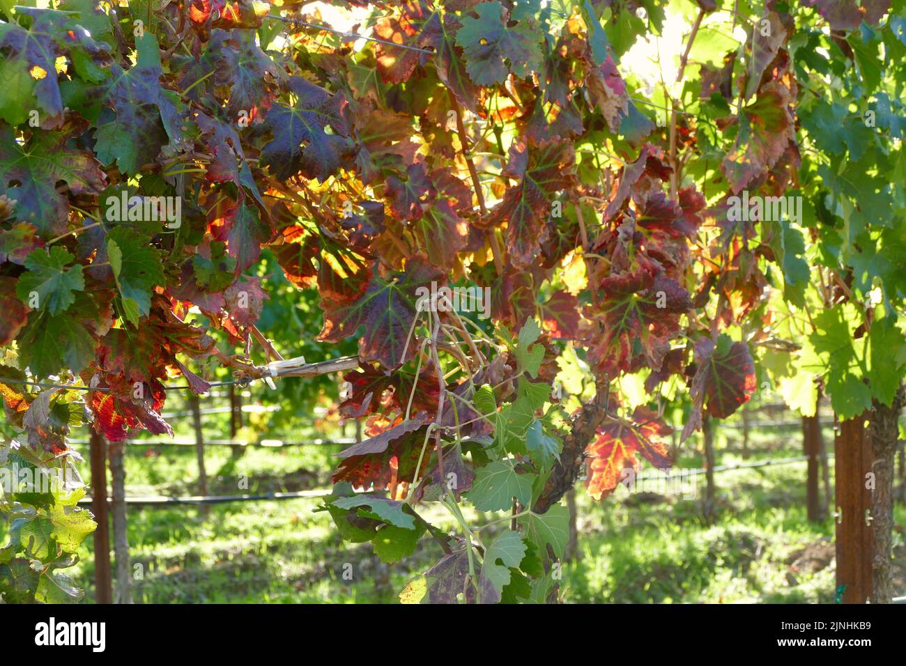 Field of grapevines hi-res stock photography and images - Alamy