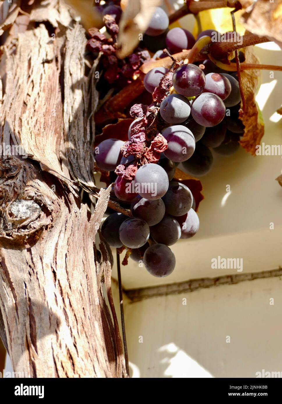 Cluster of grapes hi-res stock photography and images - Alamy
